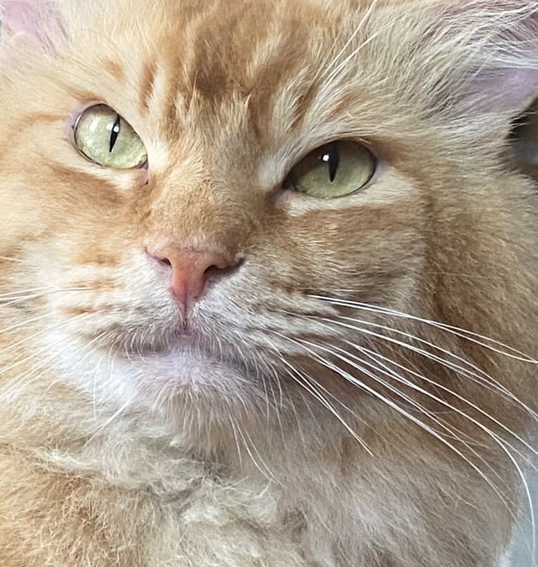 Muhammad Dicky Mujantara - Portfolio